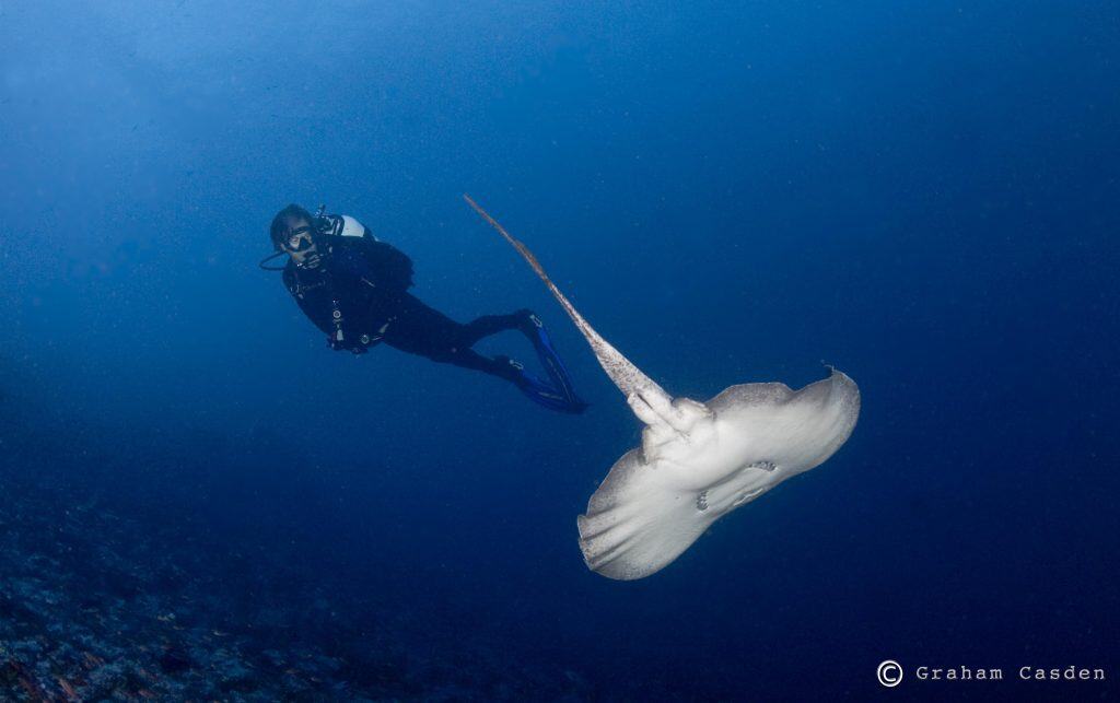 Ocean First Institute Receives Sea of Change Foundation Grant for Shark ...