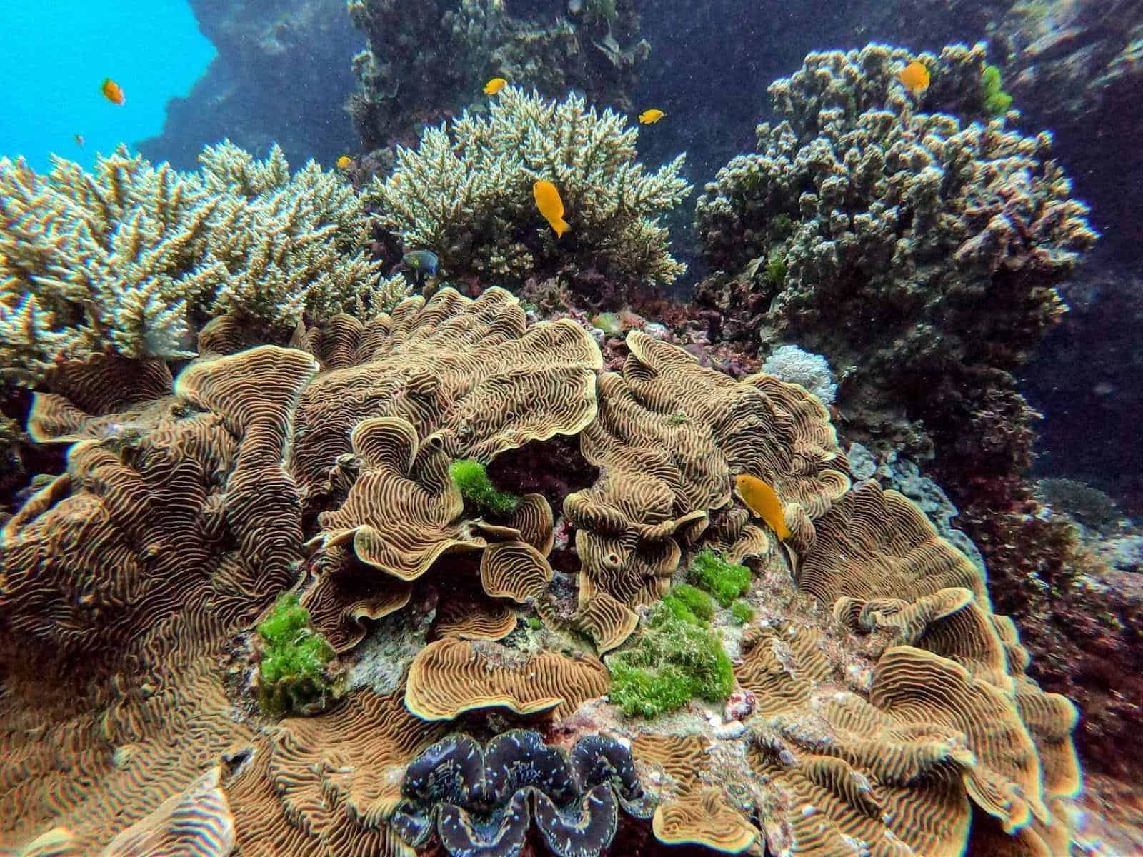 Marine Ecology | Ocean First Institute