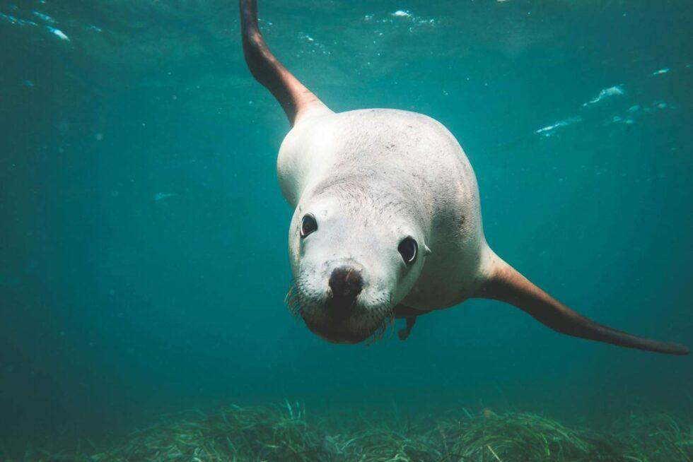 Marine Mammals | Ocean First Institute