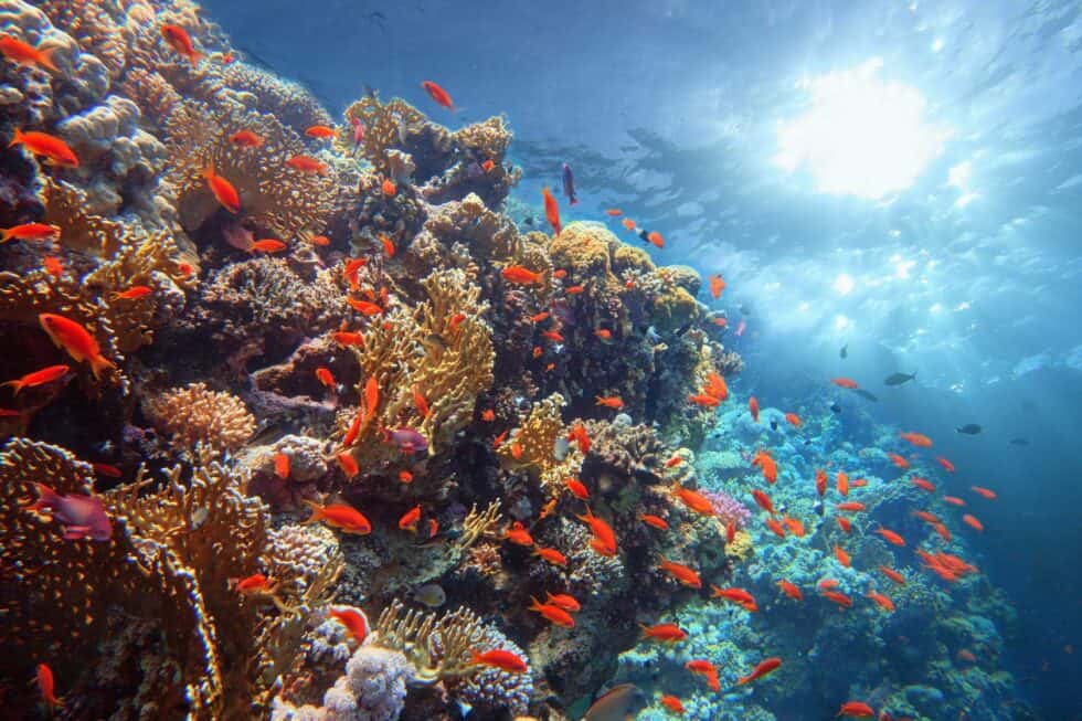Life in the Ocean | Ocean First Institute