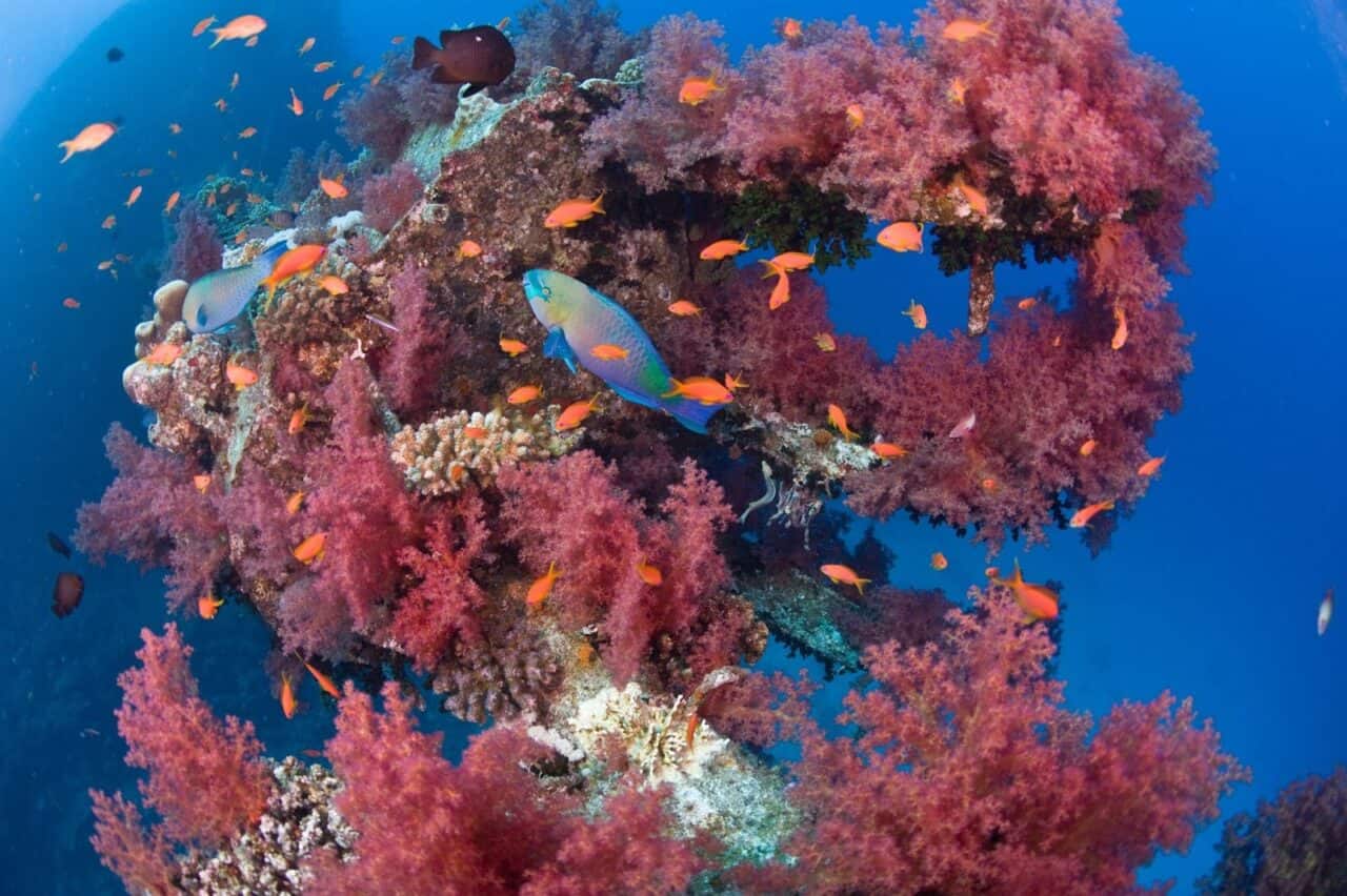 Ocean Ecosystems | Ocean First Institute